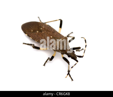 Spurge bug (Dicranocephalus agilis: Stenocephalidae) feeding from sea ...