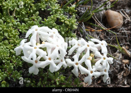 Junellia sp Junellia sp Stock Photo - Alamy
