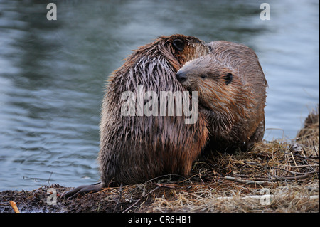 An beaver sitting on his rear end scratching and rubbing his fur Stock ...