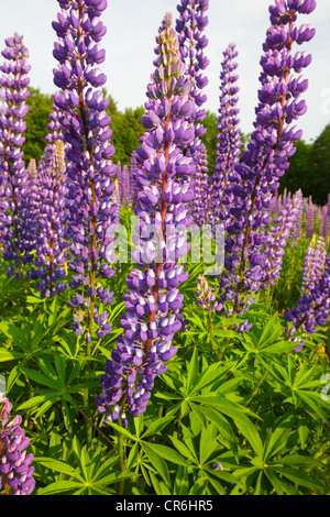 Sugar Hill Lupine Festival - Lupine in Sugar Hill, New Hampshire USA ...