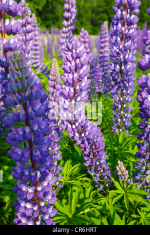 Sugar Hill Lupine Festival - Lupine in Sugar Hill, New Hampshire USA ...