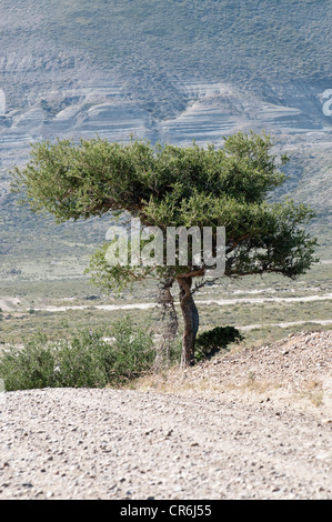 Molle (Schinus marchandii) tree Parque National Monte Leon Atlantic ...