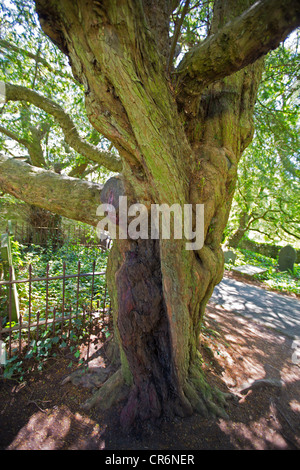 The Bleeding Yew tree in the Churchyard of St Brynach, Nevern ...