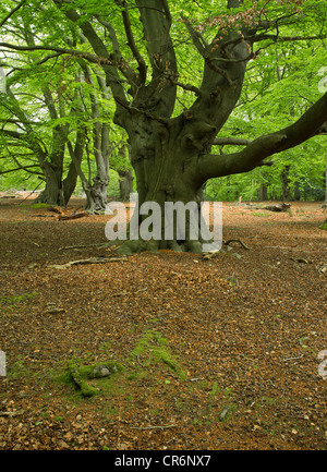 A tree in High Beech Epping Forest Stock Photo - Alamy