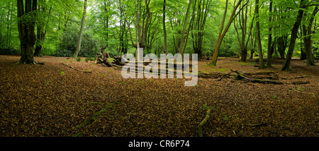 A panoramic view of High Beech Epping Forest Stock Photo - Alamy