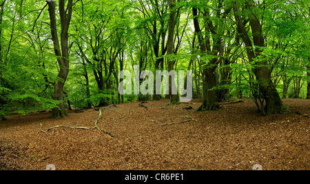A panoramic view of High Beech Epping Forest Stock Photo - Alamy