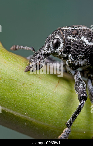 Botany Bay Weevil, Chrysolopus spectabilis. Also known as Botany Bay ...