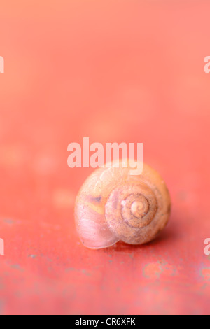 a small snail shell on a pink color portulaca flower with green blurred ...