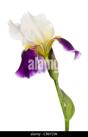 Beautiful blossom of magnificent purple iris Germanica in a quiet ...