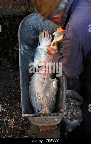 Home slaughtering (duck), farmer plucking the feathers from a duck ...