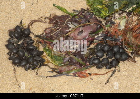 Common Cuttlefish (Sepia officinalis) eggs, 'sea grapes' washed up on ...