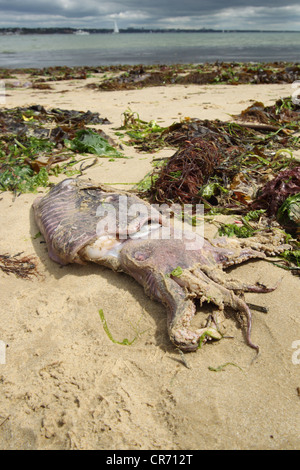 Dead Common Cuttlefish , washed up on beach strandline after breeding ...