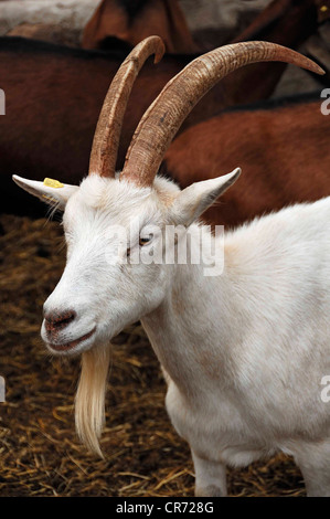 white german goat Stock Photo: 56589545 - Alamy