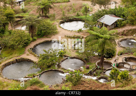 Fish Farm In Ecuadorian Rainforest Stock Photo - Alamy