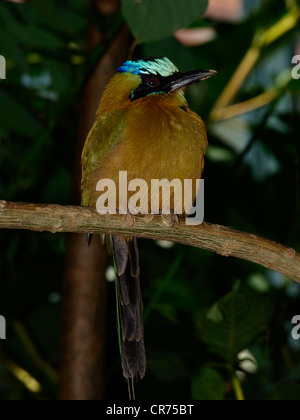 Blue-crowned Motmot in Brazil with an insect in its beak Stock Photo ...