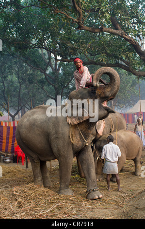Mahout sitting on the head of a saluting elephant at the Haathi Bazaar ...
