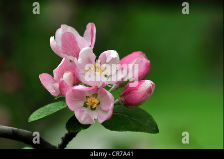 European Wild Apple (Malus sylvestris Stock Photo - Alamy