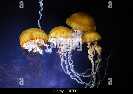 Pacific Sea Nettles (Chrysaora fuscescens) gently floating in the ...
