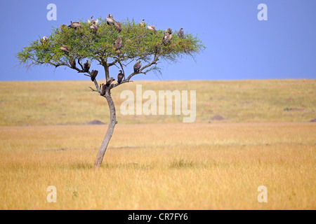 Umbrella Acacia trees in Masai Mara National Park Kenya Africa. Photo ...