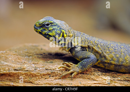 North African Spiny Dabb lizard (Uromastyx acanthinura) aka North ...