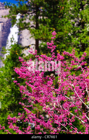 Western Redbud (Cercis occidentalis) under Yosemite Falls, Yosemite ...