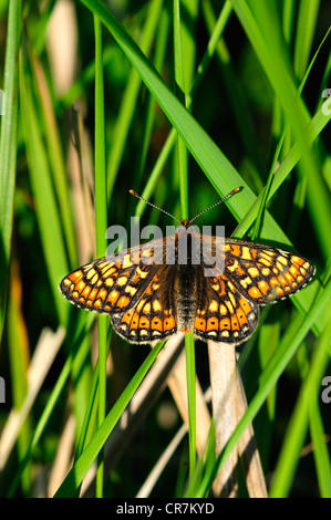 marsh fritillary euphydryas aurinia butterfly portrait at rest Stock ...