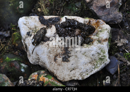 Otter spraint on stone at water's edge. River Brit, Dorset, UK April ...