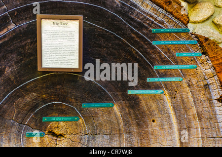 Cross-section of giant Redwood tree with tree rings and explanations of ...