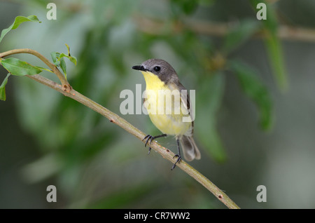 beautiful flyeater bird (Garygone sulphurea) in mangroove forest of ...