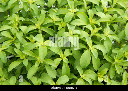 stevia leaves growing indoors close up detailed view in daylight Stock ...