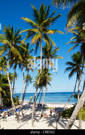 France, Martinique, Cap Chevalier, Anse Michel beach Stock Photo - Alamy