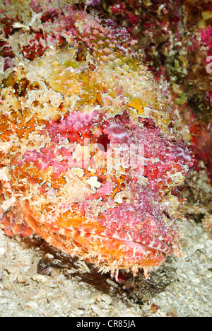 Stone scorpionfish scorpaena mystes Sea of Cortez Mexico Stock Photo ...