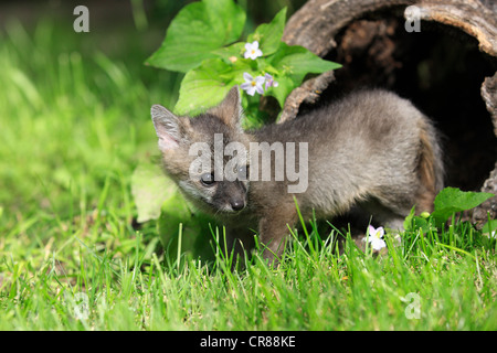 Gray fox (Urocyon cinereoargenteus) kit climbing tree Stock Photo - Alamy