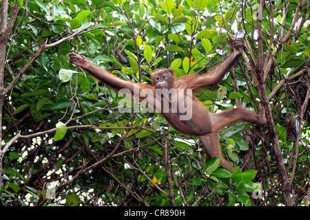 Orangutan (Pongo pygmaeus), half-grown young climbing tree, Sabah ...