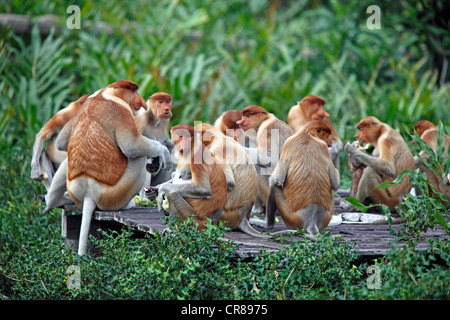 Group of proboscis (long-nosed) monkeys eating on feeding platform ...