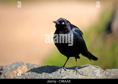 Brewer's Blackbird (Euphagus cyanocephalus), adult, perched on bush ...