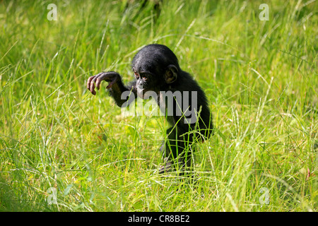bonobo, pygmy chimpanzee (Pan paniscus), female, with swollen genitals ...
