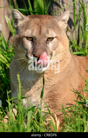 Puma (Felis concolor) adult, close-up of head, licking nose, resting in ...