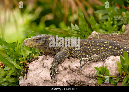 Salvadori's monitor (Varanus salvadorii) is one of the longest lizards ...
