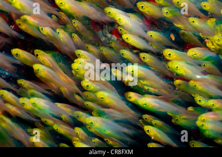 Maldives Island - underwater view, shoal of fish Stock Photo - Alamy
