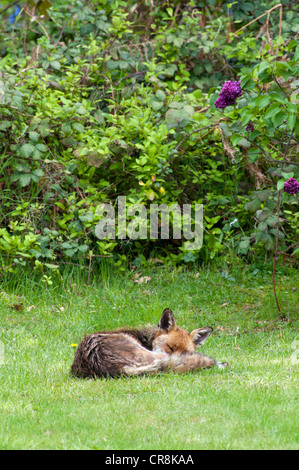 Red fox (Vulpes vulpes) sleeping on woodpile / pile of firewood at edge ...