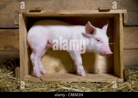 Piglet standing side view Stock Photo - Alamy