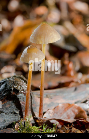 Garlic Parachute (Marasmius alliaceus Stock Photo - Alamy