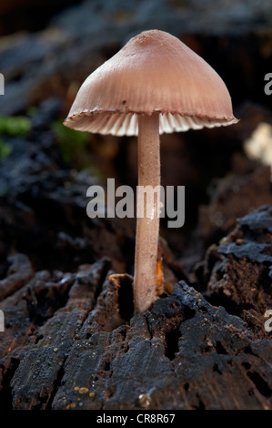 mycena haematopus, bleeding mycena Stock Photo - Alamy