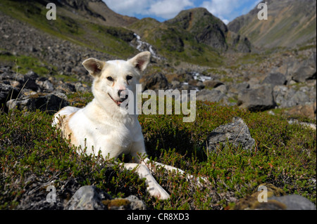 An Alaskan husky puppy, Finnmark, Norway, Europe Stock Photo - Alamy