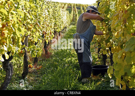 harvest of grapes, day laborers, vineyard Stock Photo - Alamy