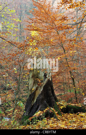 Tree Stump in a Wood, Germany, Europe Stock Photo - Alamy