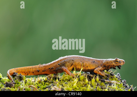 A female Smooth Newt ( Triturus vulgaris ) swimming in an aquarium in ...