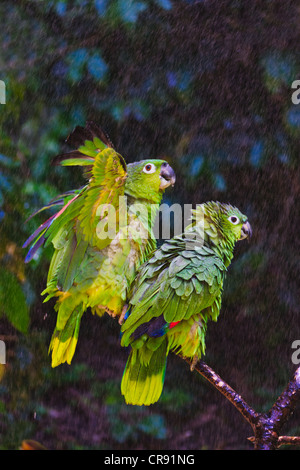Parrots in rain, Honduras Stock Photo - Alamy
