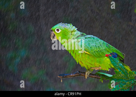 Parrot in the rain, Honduras Stock Photo - Alamy